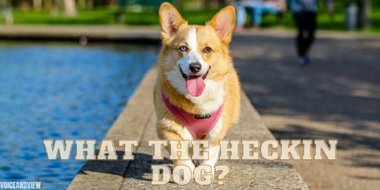 What The Heckin Dog? Decoding A Beloved Dog Meme